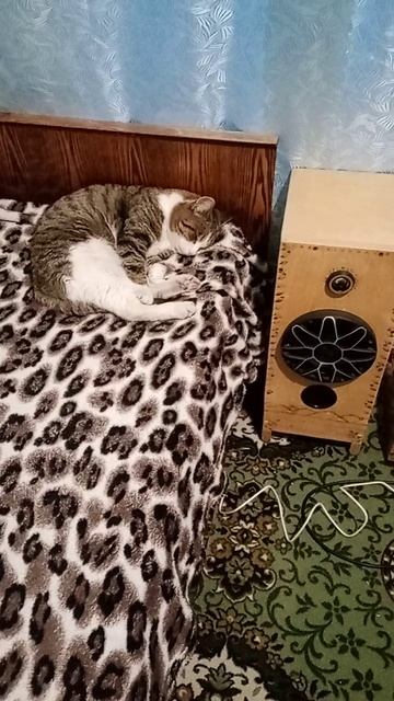 КОТ И МУЗЫКА