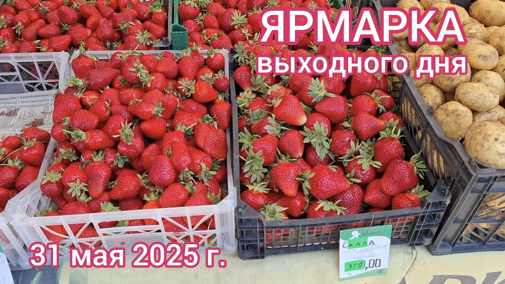 Краснодар - Ярмарка выходного дня на ул. Одесская - цены на продукты - 31 мая 2025 г.