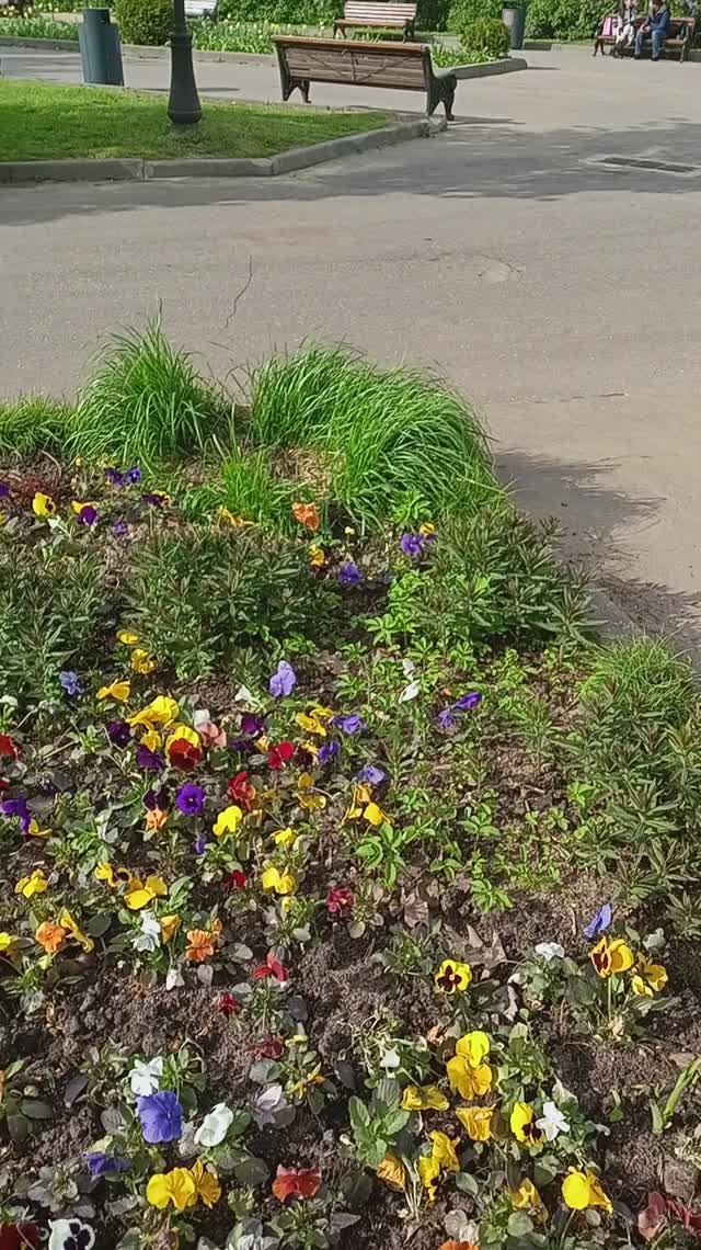 Москва 🪷 Парк Горького 💚 Все в цвету в парке весной, очень красиво! Мои путешествия, Май 2025