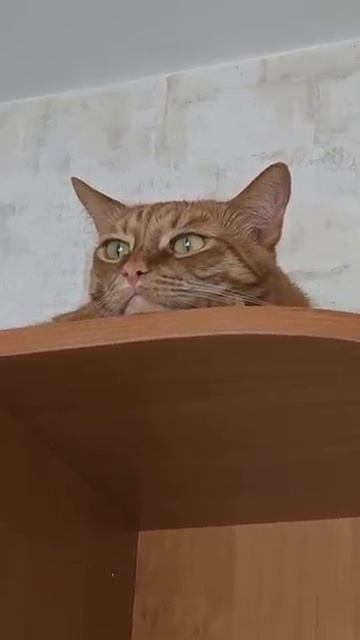 Лакомка Вреднуля Обижали🤭😏☺🥰😼🤪😉