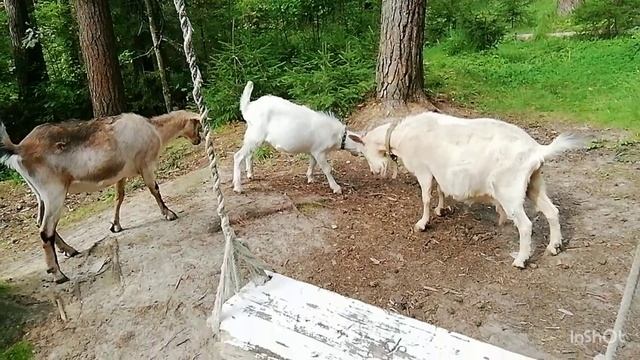 А ТРЕТИЙ НЕ Лишний!!!!