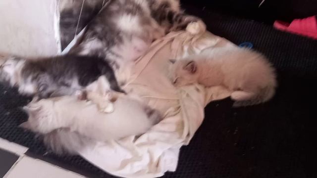 семья Мейн Кунов. котятки