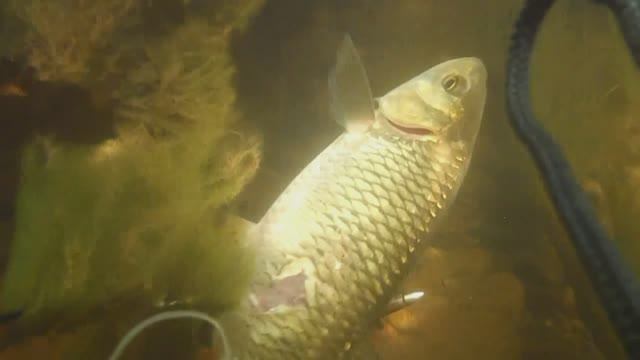 Подводная охота.