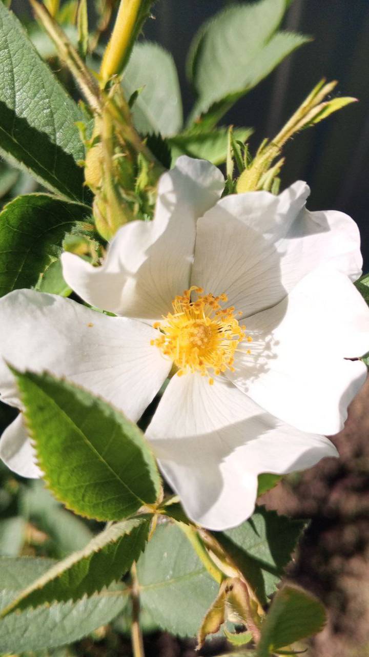 Собирает нектар