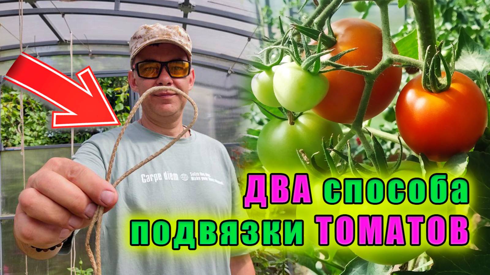 ДВА способа быстрой подвязки ТОМАТОВ и огурцов в теплице 🥒🍅