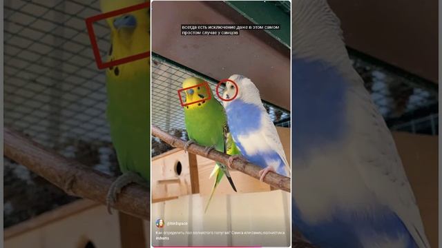 Пол и приручение волнистых попугаев