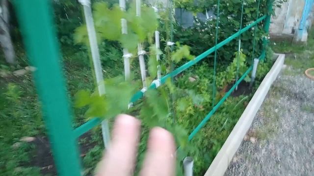 Первая профилактическая обработка виноградника 31.05.2025г.