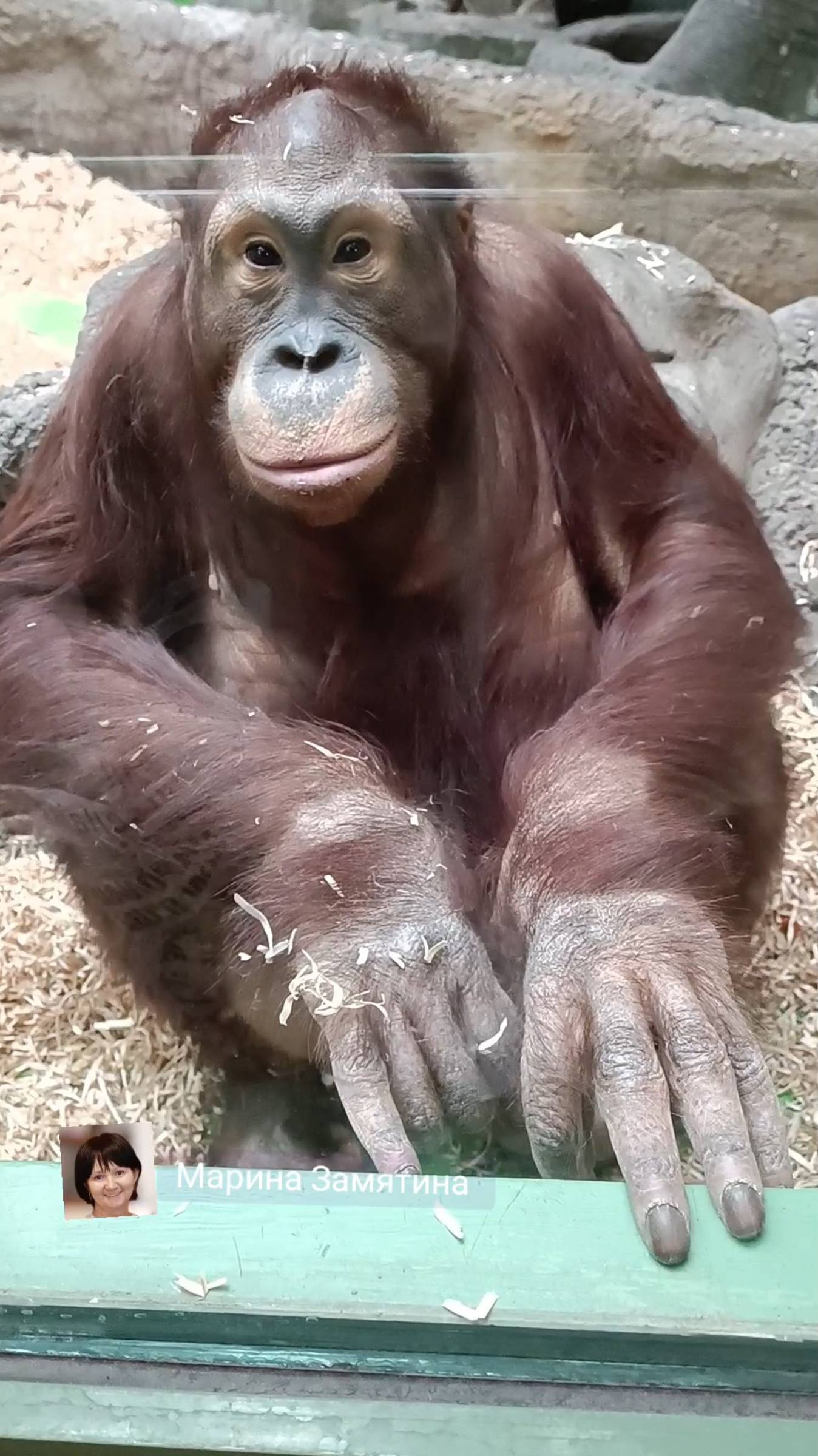 Орангутан самец Матику.