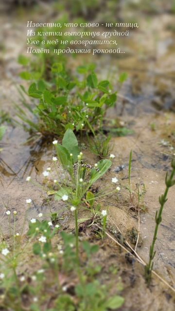 30.05.25 АЗ #ниднябезрифмы