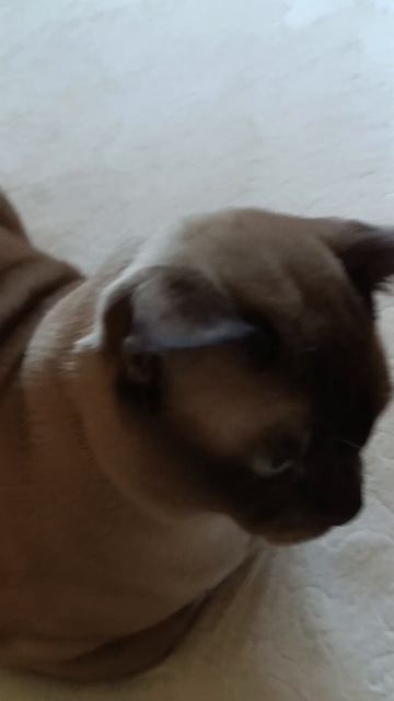 Милый котик # бурма## котик#