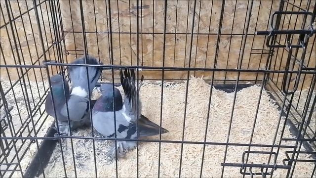 Приобрёл Магнитогорских статных голубей на выставке в городе Воронеж