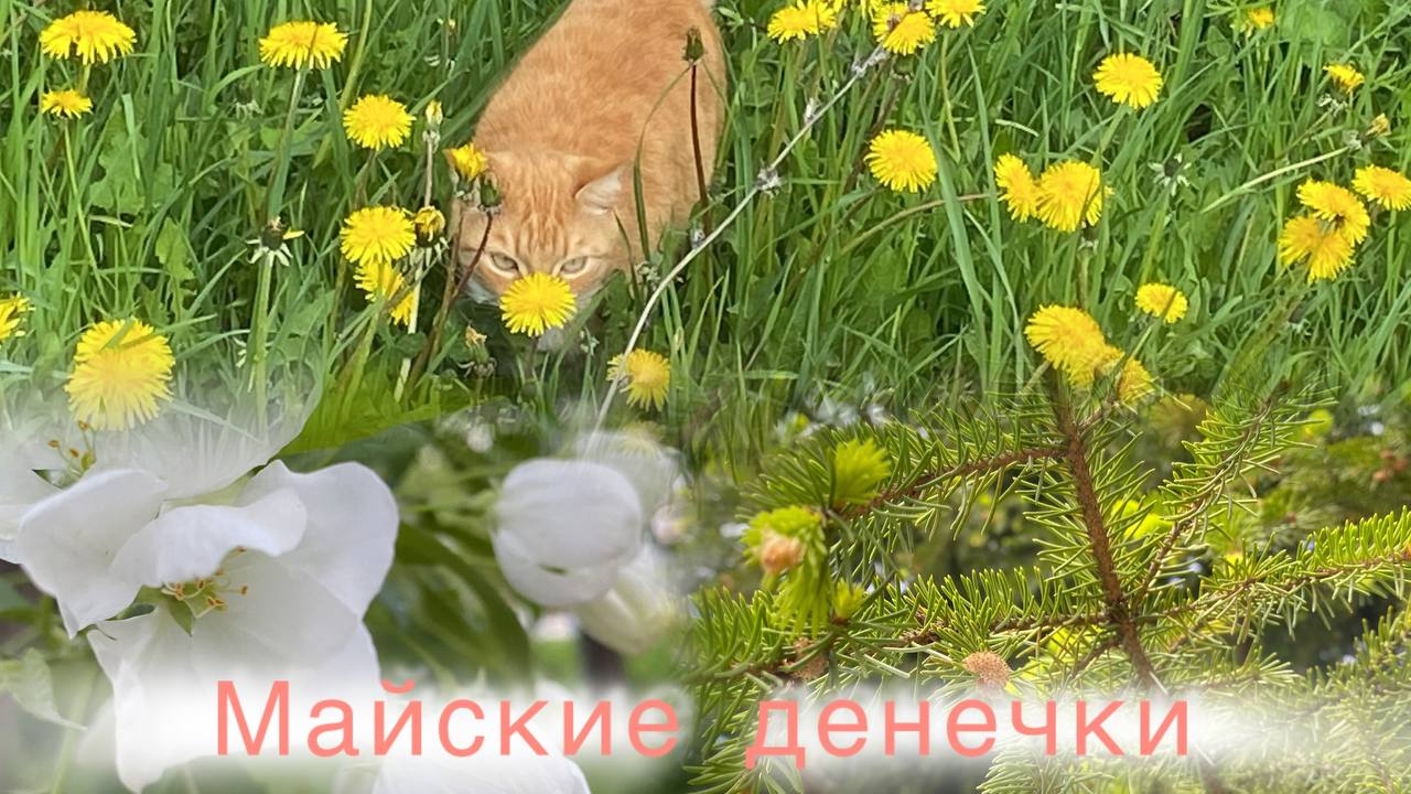 Киров:√Наслаждение весной