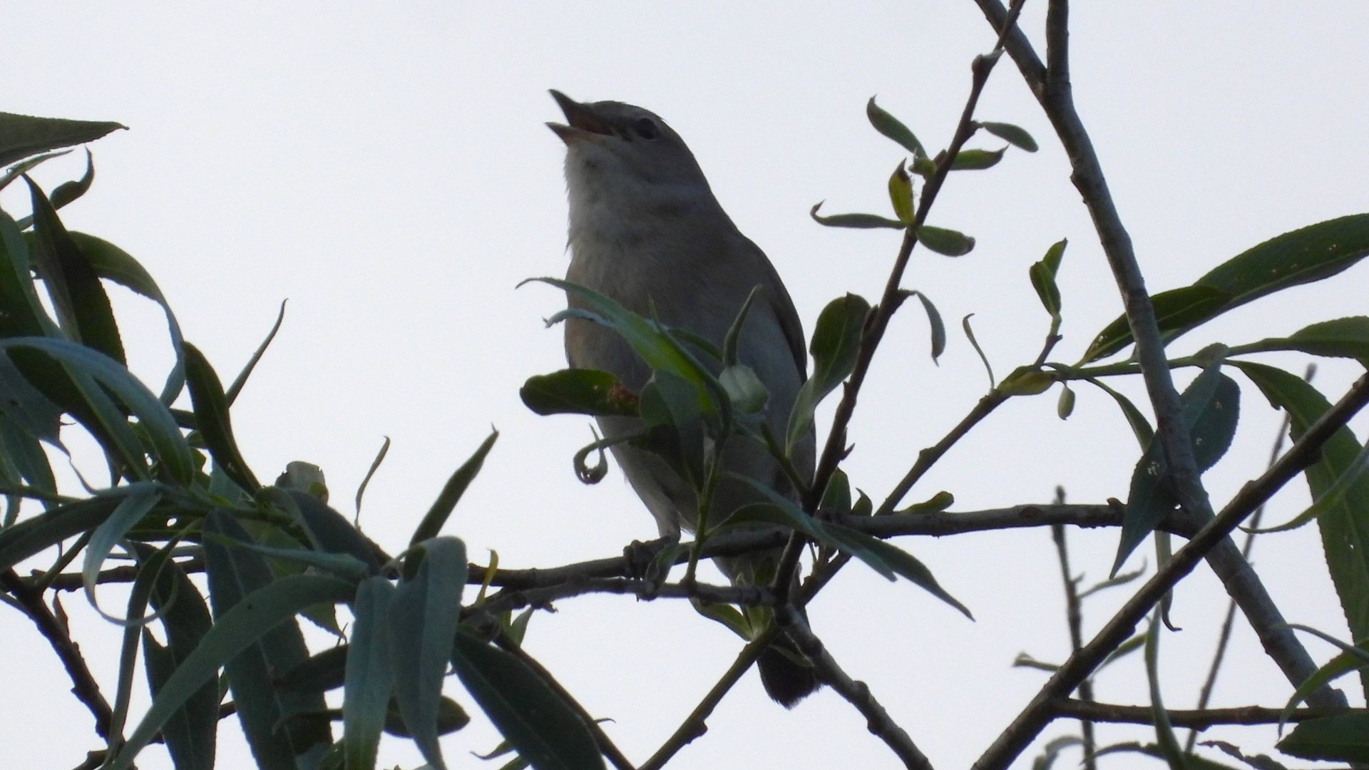 Голоса птиц, Садовая Славка, наблюдение в Великом Новгороде 31 мая 2025
