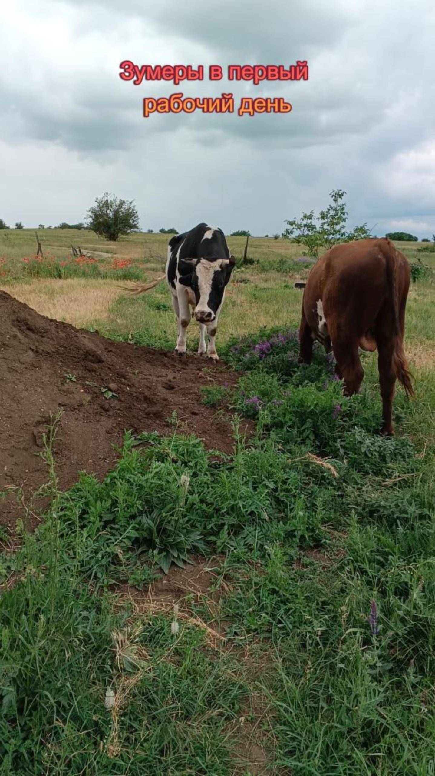 Зумеры и гора работы