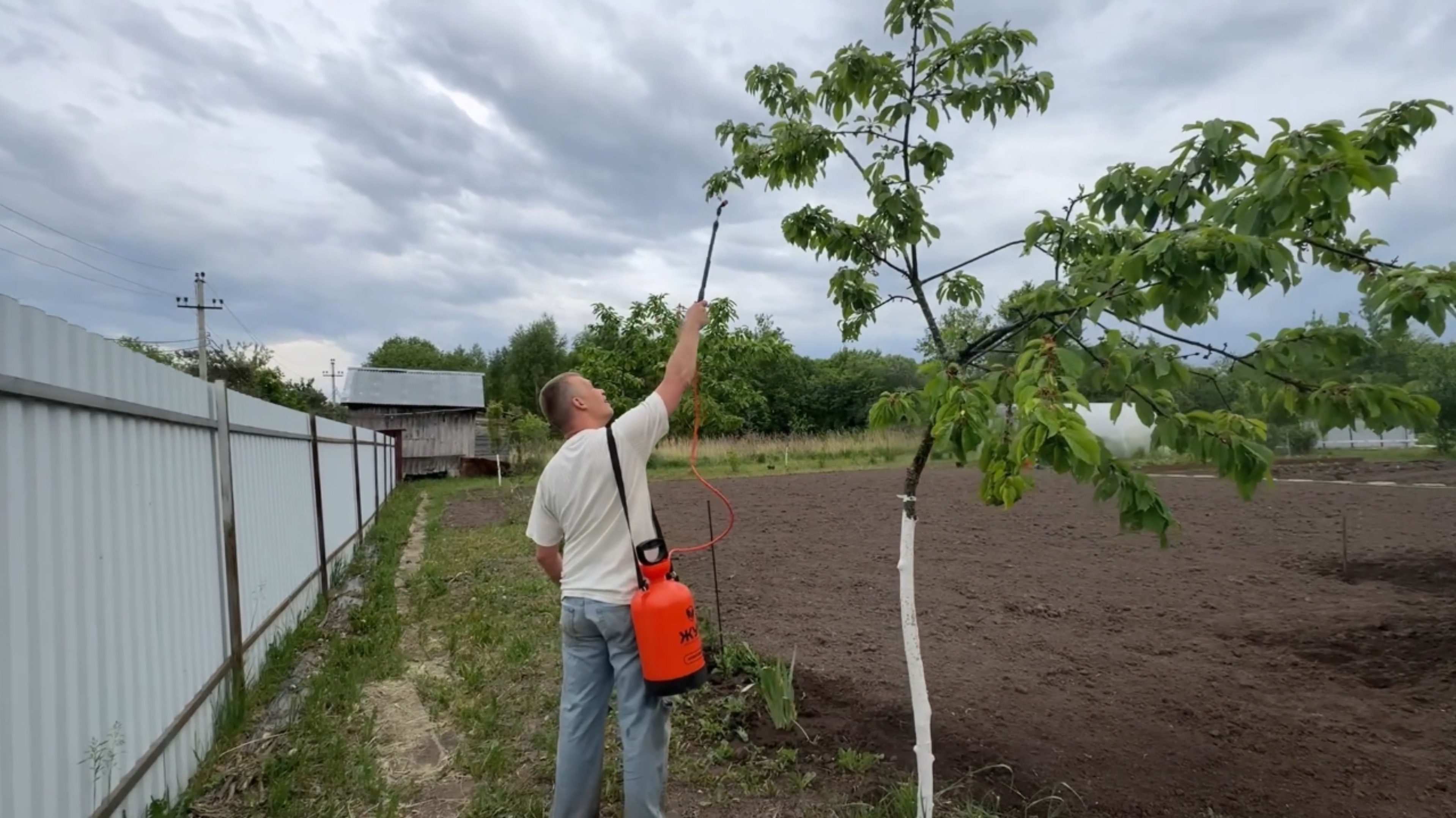 ДАЧА 29.05.25 ОБРАБОТАЛИ ЧЕРЕШНЮ ОТ ТЛИ