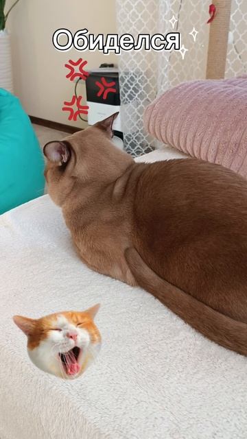 мой кот  обиделся !#бурма#