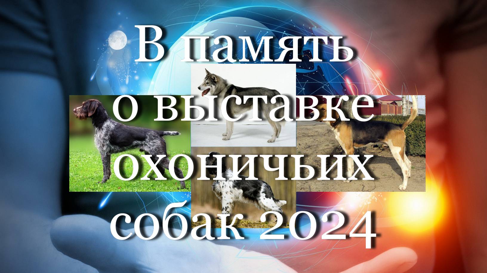 В память о выставке охотничьих собак 2024 #мой_мир_поморье