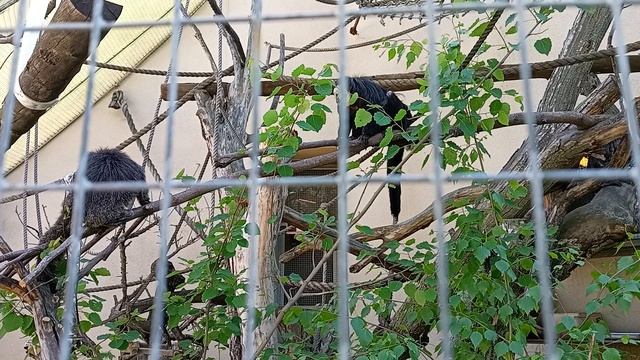 Московский зоопарк. Павильон Обезьяны,вольеры обезьян , удивительно большое разнообразие