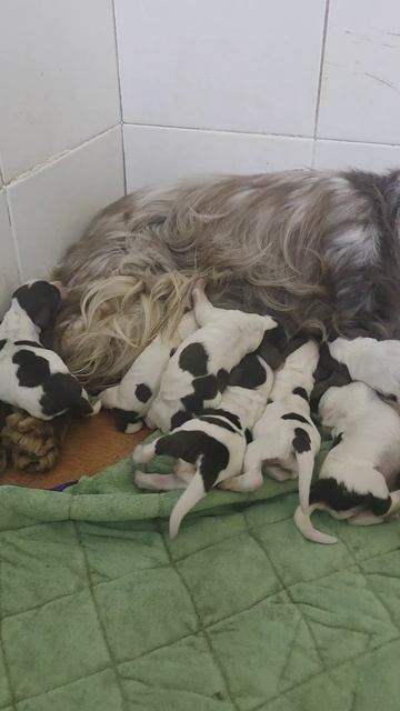 Щенки рождение 29.05.2025