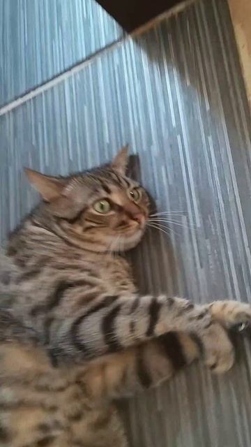 Котя работяга 😻