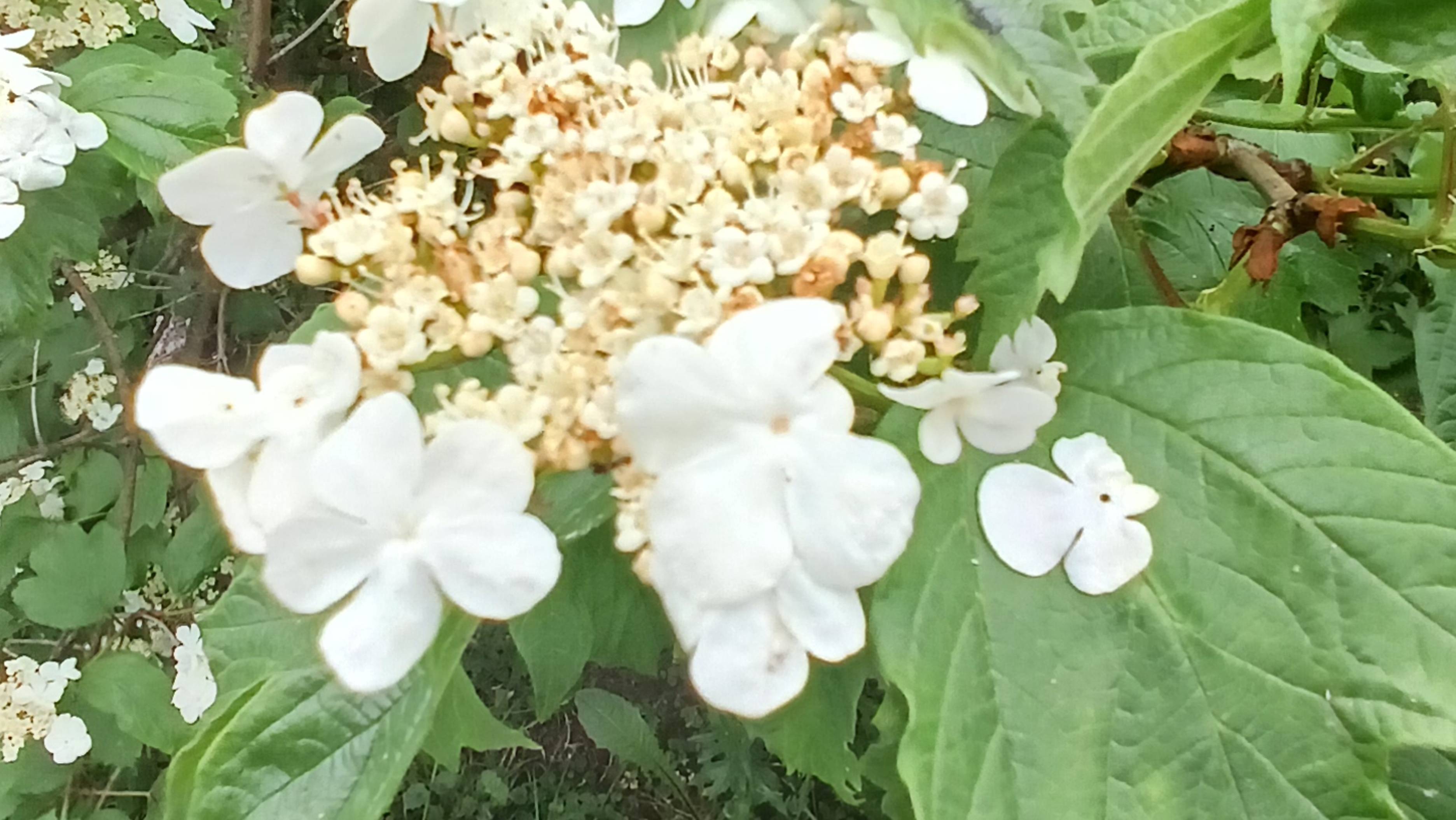 Красота природы. Дача