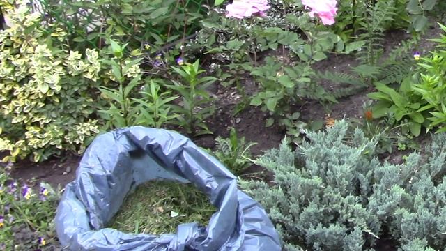 Мульчирую скошенной газонной травой.