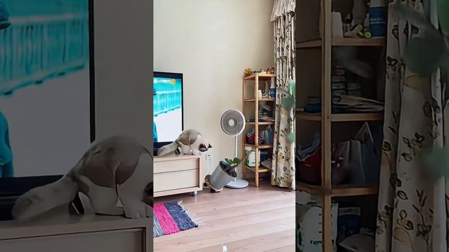 Почему не нужно заводить котиков.