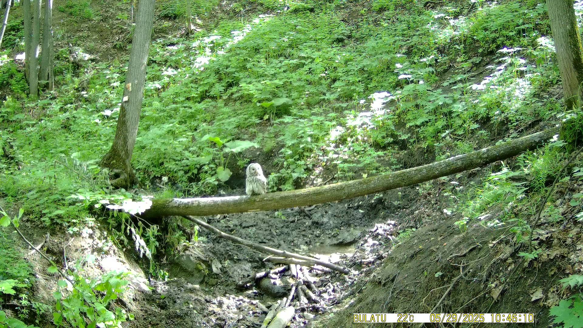 "Банный день" совы