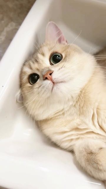 Кис кисыч🤭☺😏🥰