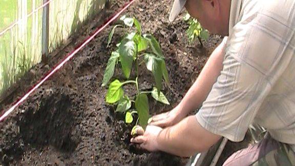 ПЕРЕЦ САЖАЮ. ПОЧЕМУ НЕ ВЫСАЖИВАЕМ НА МАЙСКИЕ?