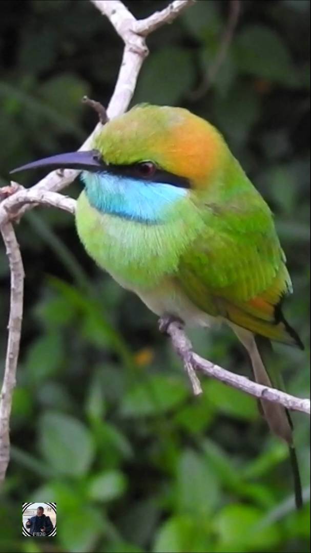 Птицы парк Яла, Шри-Ланка 2025 #наблюдениезаптицами #шриланка #птицы #щурка #павлин #birdwatching