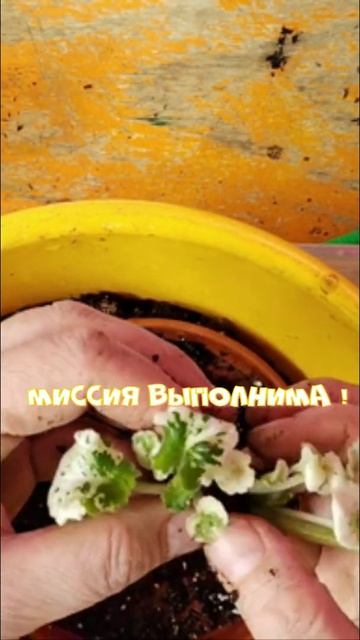 Подробное видео на канале. 
https://rutube.ru/video/675c