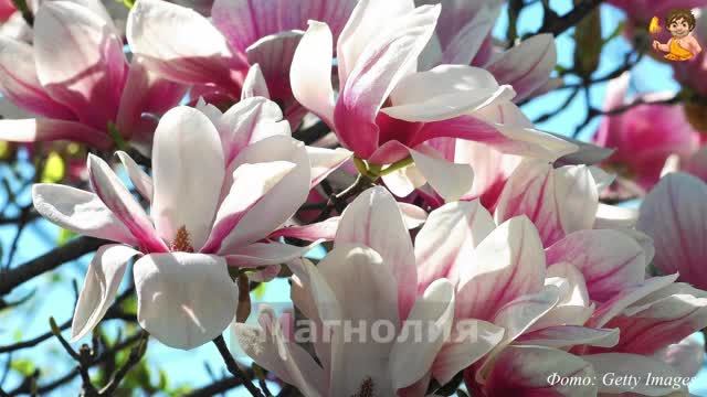 🎬 Интересные факты Самые древние растения на земле.