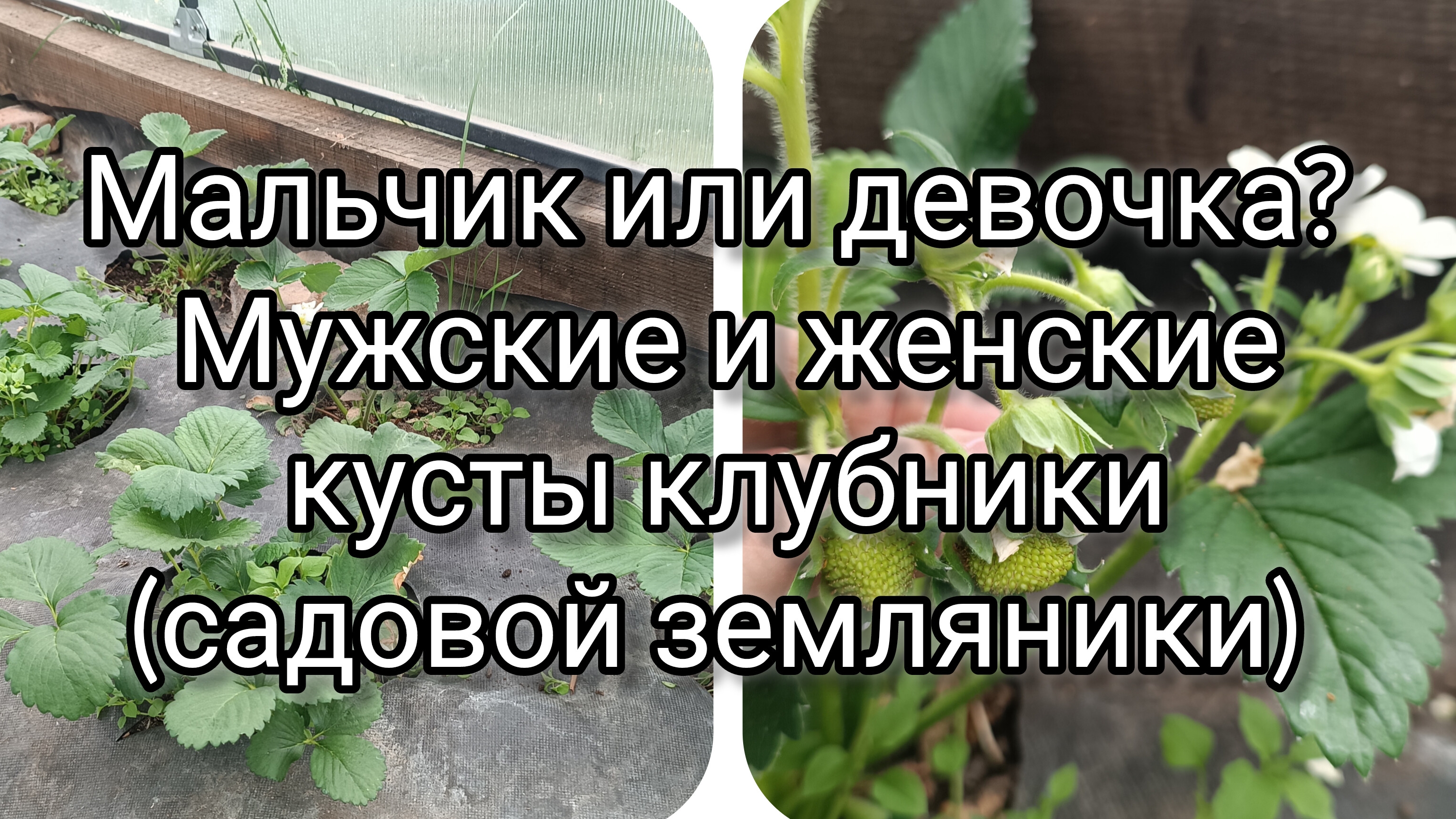 Мальчик или девочка? Мужские и женские кусты клубники (садовой земляники)