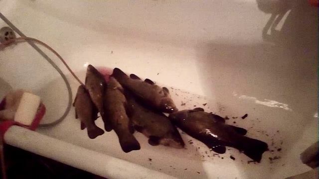 31 МАЯ ЛИНЬ ДУБЛЬ №-2