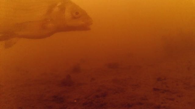 Химкинское водохранилище. Маяк. 31.05.2025