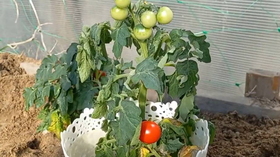 Сажаю помидоры и картофель