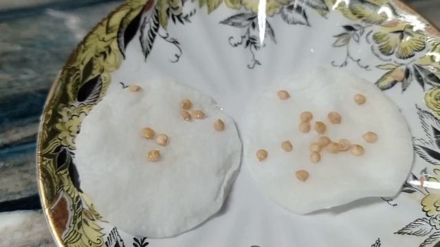 🌶Проращивание и посев семян перца🌶🌶Рассада на подоконнике🌶Начало посевной🌶