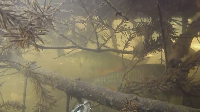 Моя подводная охота - 2013