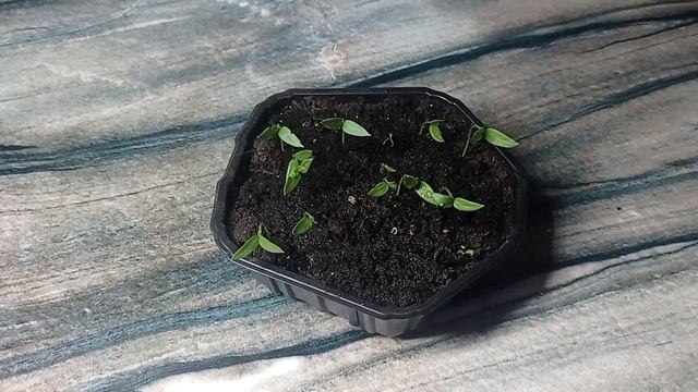 🫑Рассада перца спустя 11 дней после посева🫑Огород на подоконнике🫑Посевная - 2024🫑