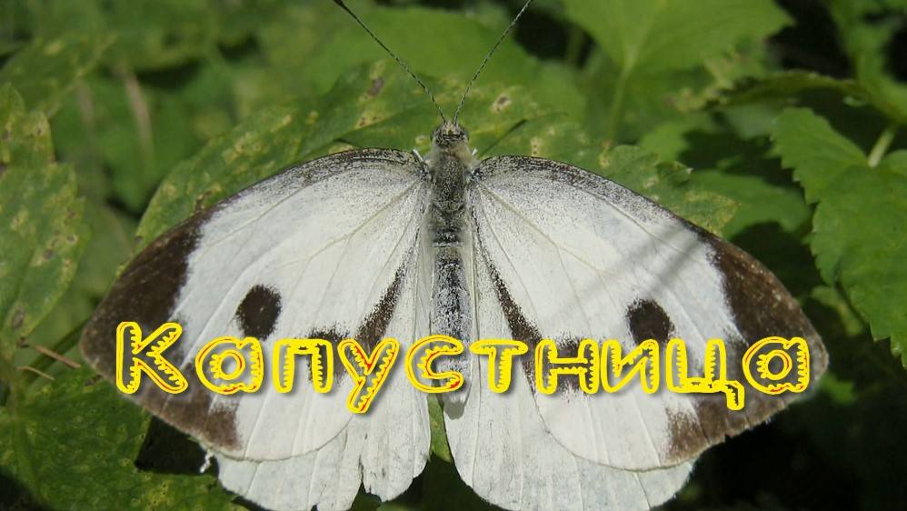 Капустница. Стихи и монтаж - Е.Доставалов, декламация - Э.Роузи