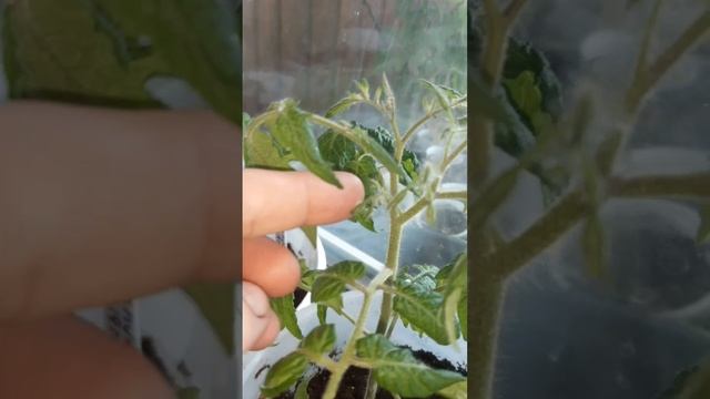 ОГОРОД НА ПОДОКОННИКЕ