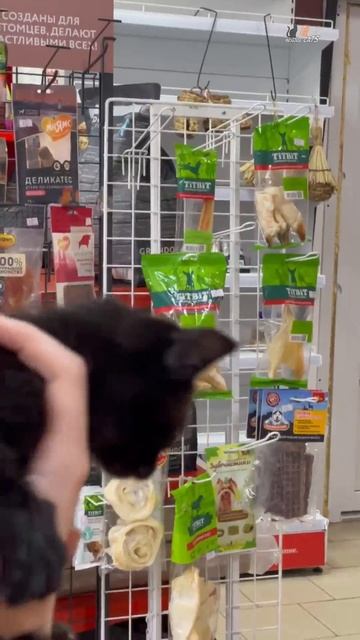 Гости зоомагазина - Котёнок Мяяяяяу!