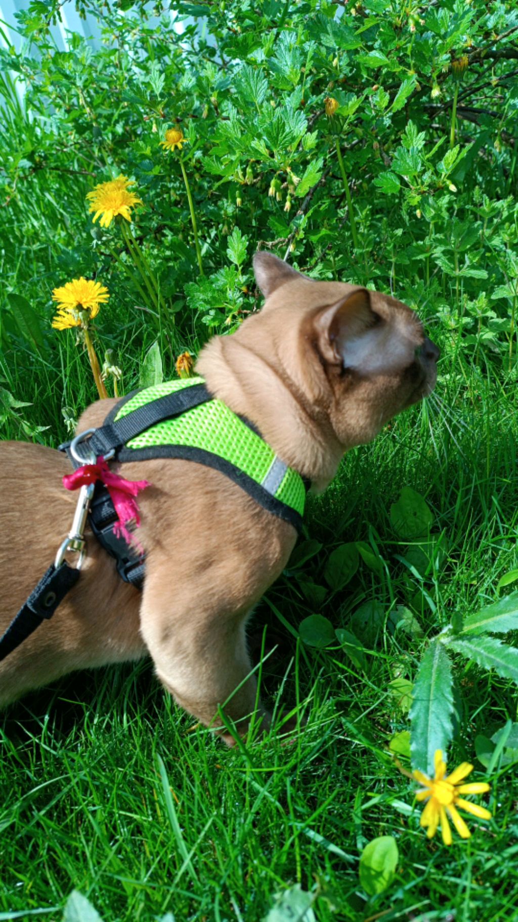 Гулянка с котом #топыкатегорий