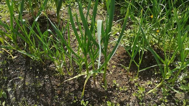 У меня на даче на один сорняк больше, чем у всех, Ленинградская область