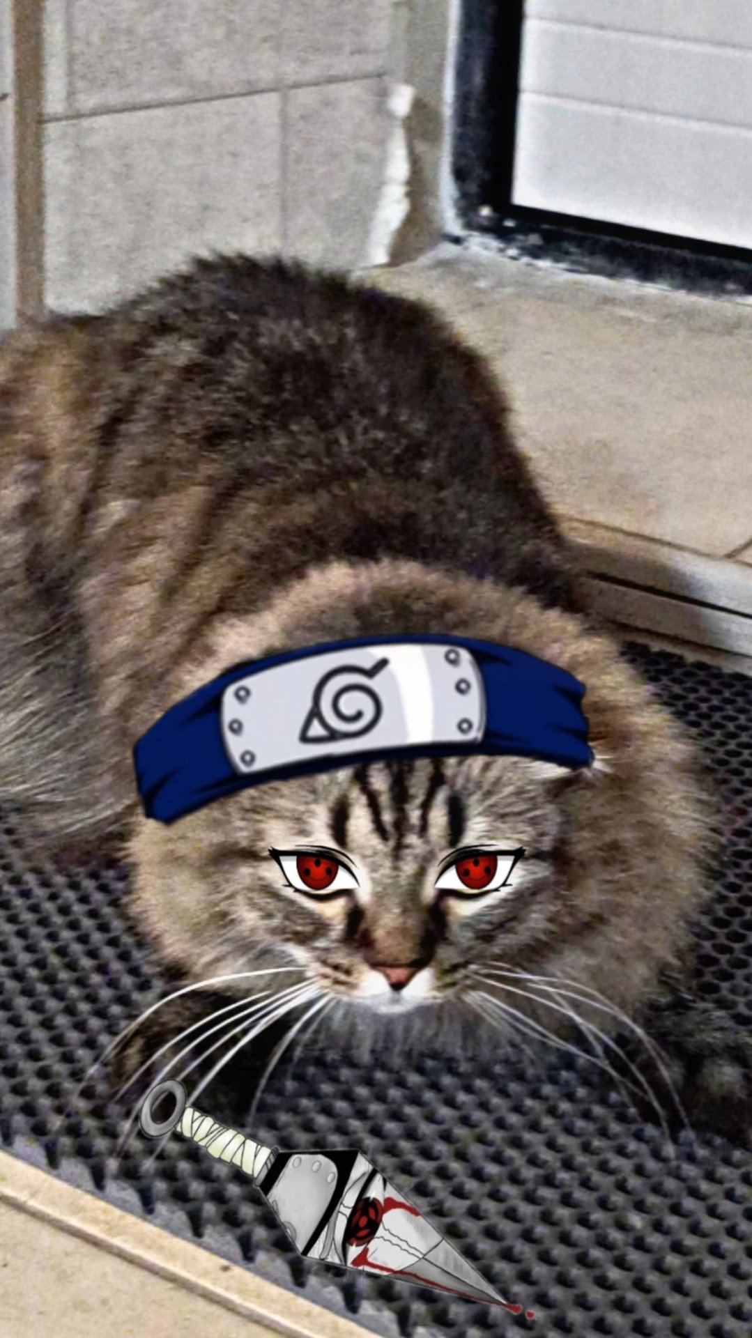 Шиноби не дремлет #топыкатегорий #cats #naruto #наруто