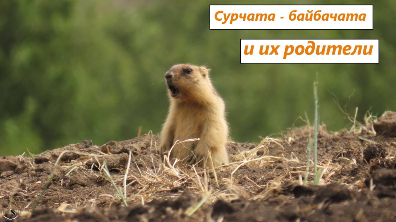 Две семьи сурков - милахи сурчата и их родители. Ростовская область, с-з, 01.06.25