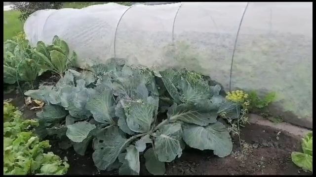 🍅Во саду ли, в огороде🥒Урожай потихоньку созревает🥦