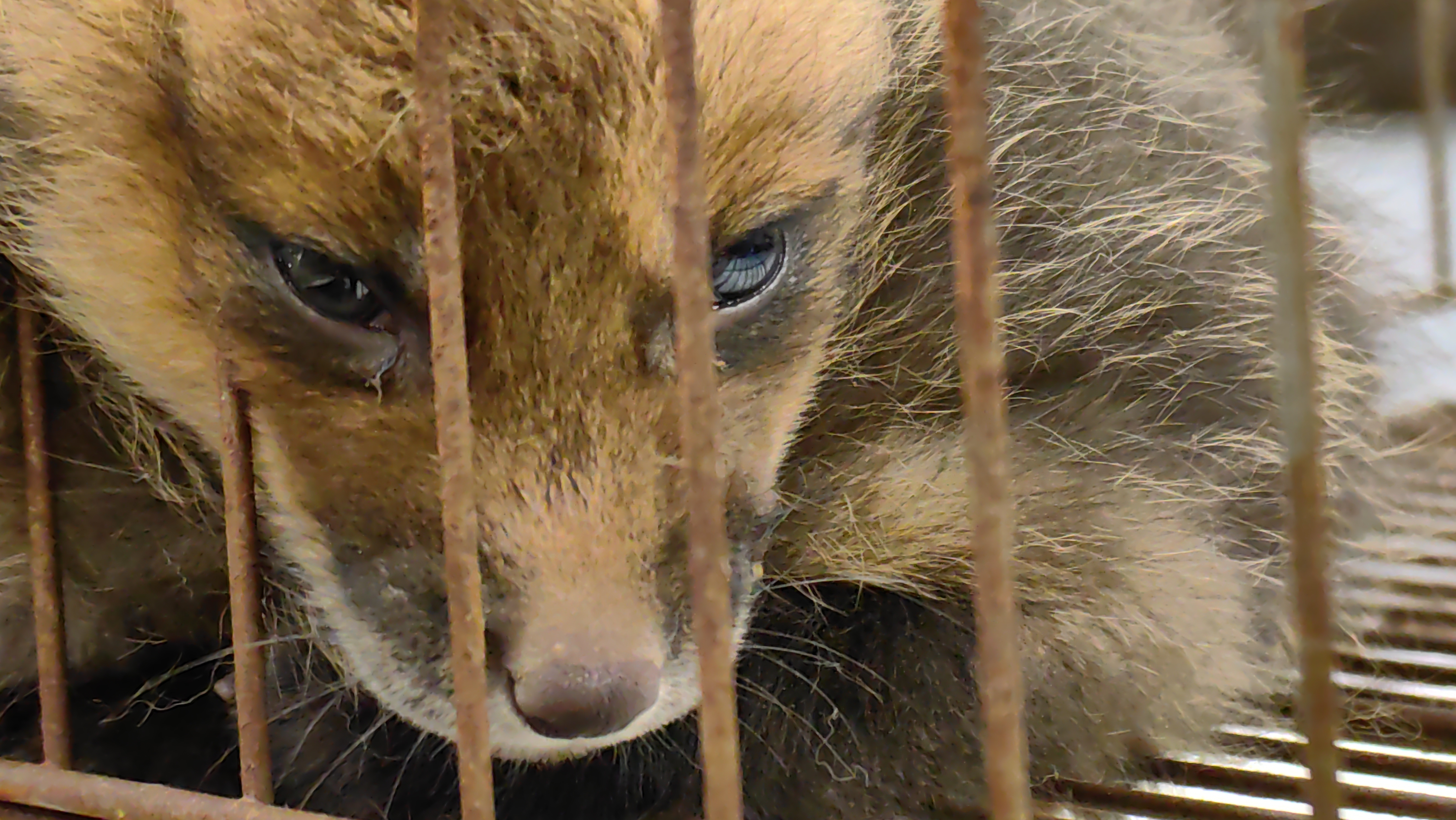 Лисята часть 2