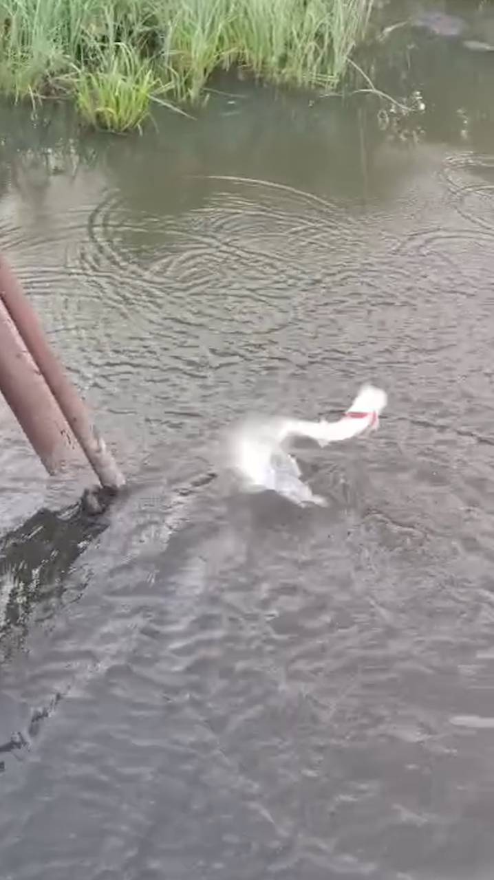 Свечка от щучки!!! 31.05.2025